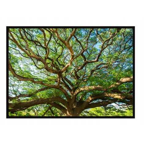 Bild Poster im Rahmen 53x73 cm Baum P1689