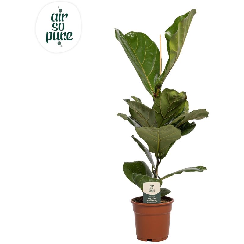 Ficus Lyrata - Ø17cm - H60cm– ComfortXL Green