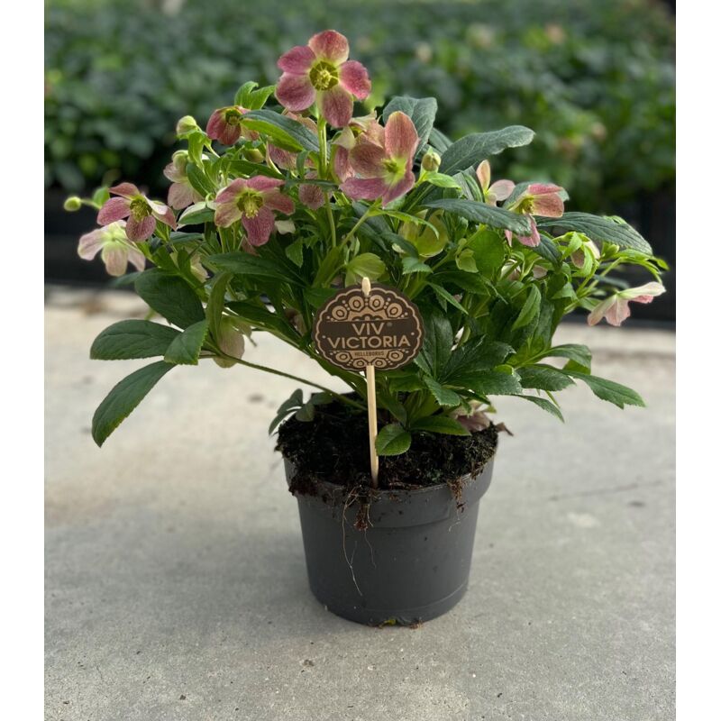 Plante Helleborus Viv Victoria 17cm - Diamètre 17cm, Hauteur 45cm ...