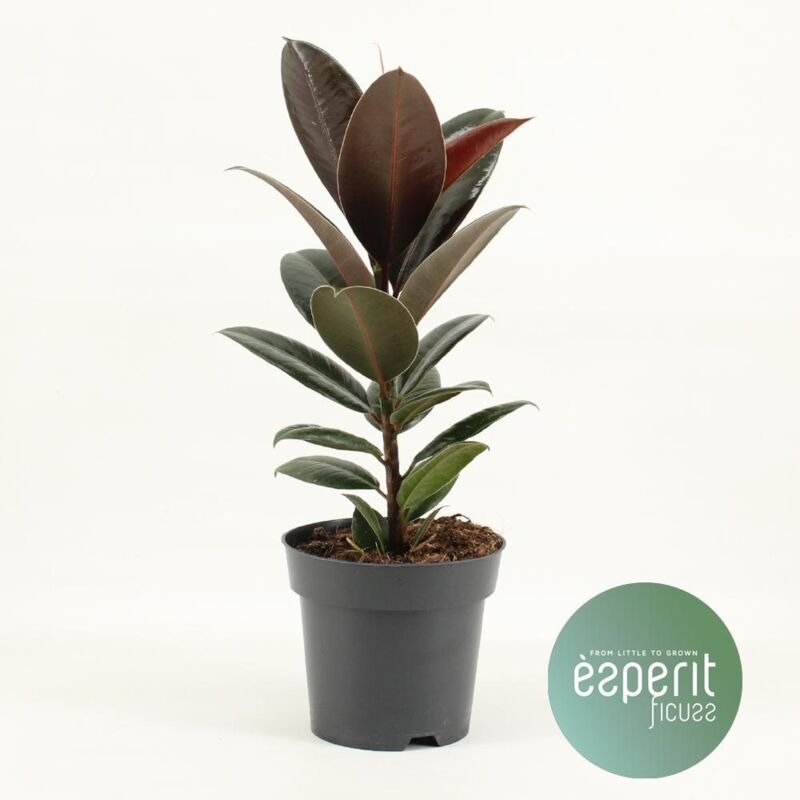 Ficus Elastica Melany - Plante tropicale caoutchouc Ø14cm ↕45cm ...