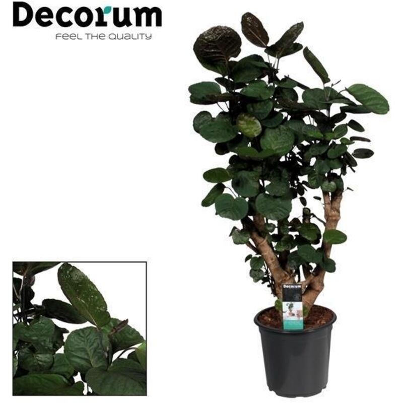 Polyscias 'Fabian' - Ø21cm - H95cm– ComfortXL Green