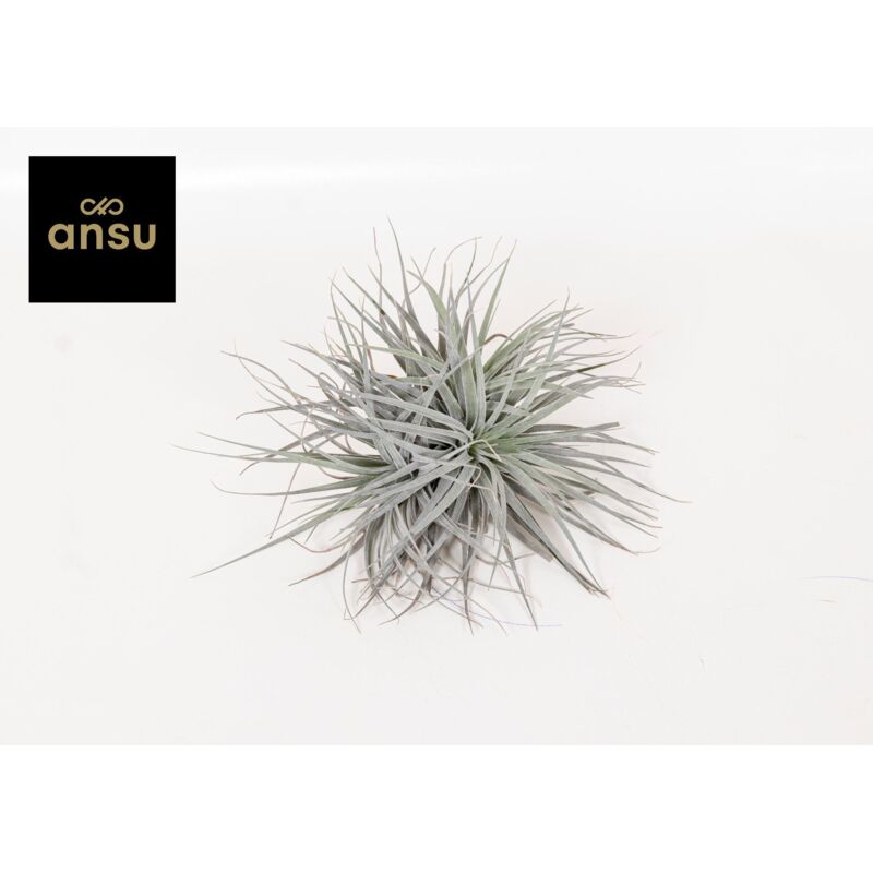 Tillandsia 'Super Silver' XL - Ø20cm - H15cm– ComfortXL Green