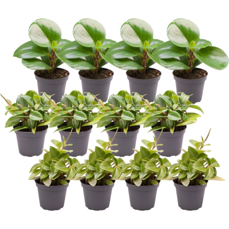 Peperomia Mix B 12x - Plantes tropicales en pot Ø12cm– ComfortXL Green