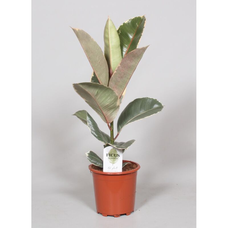 Ficus Elastica 'Tineke' - Ø17cm - H60cm– ComfortXL Green