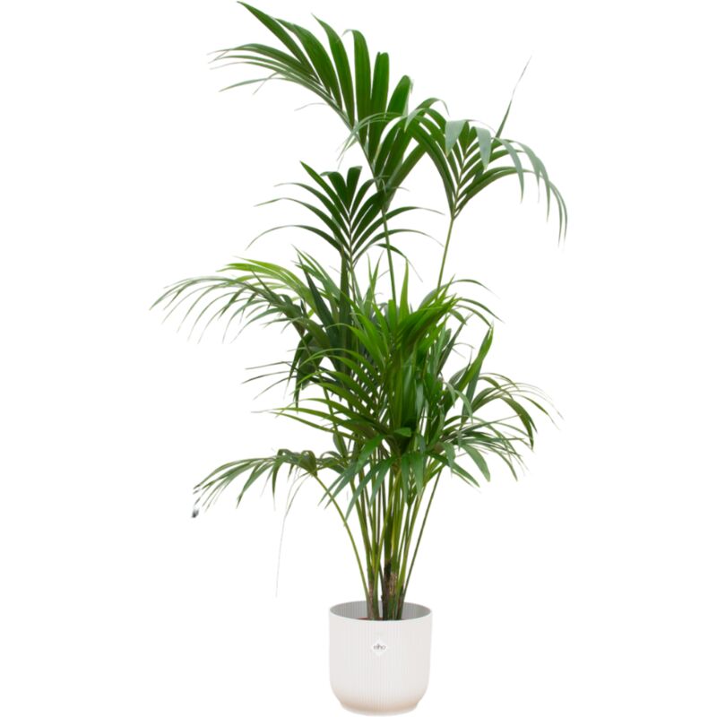 Offre combo - Palmier Kentia - Cache-pot Vibes Fold blanc - 180 cm ...