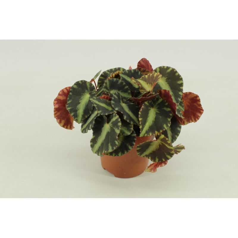 Plante Begonia Cleopatra - Diamètre 10,5cm, Hauteur 15cm– ComfortXL Green