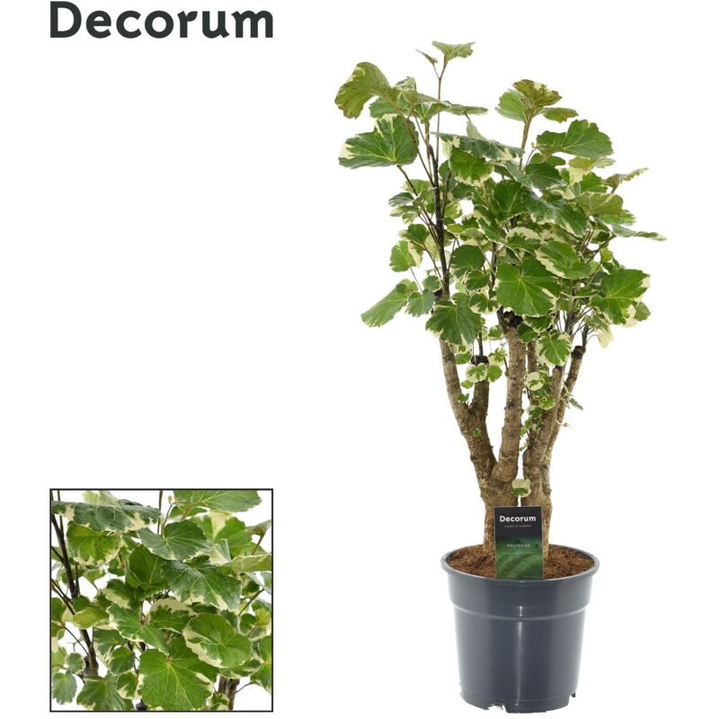 Polyscias Balfouriana - Ø17cm - H50cm– ComfortXL Green