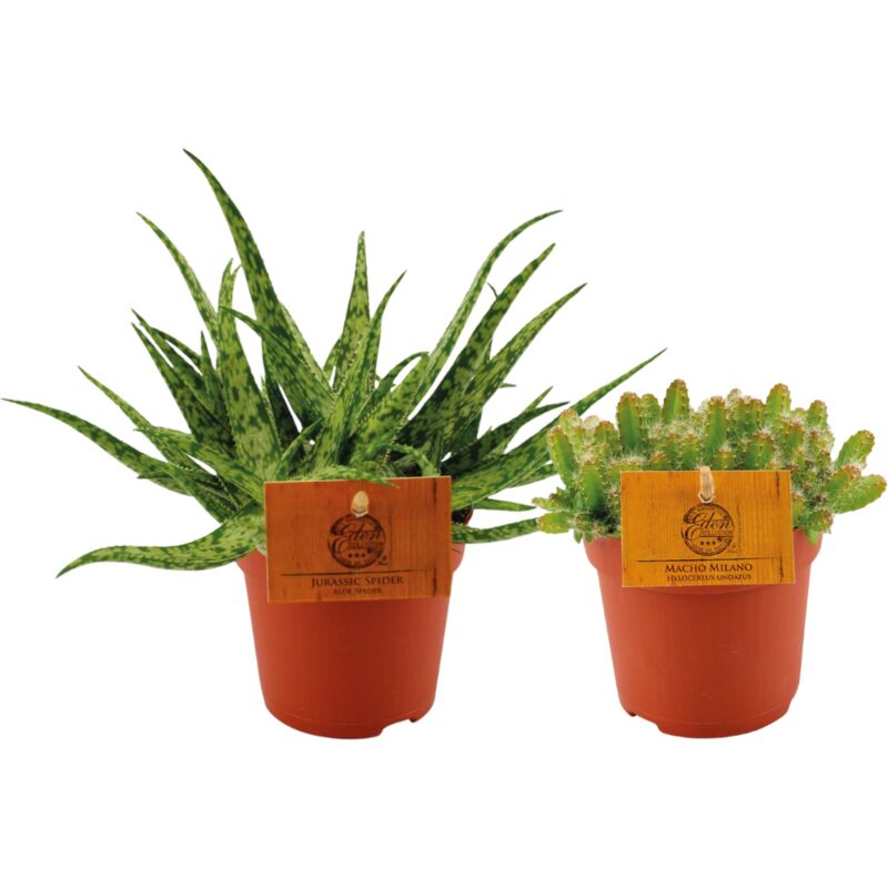 Duo Aloe Spider/Hylocereus Undatus - 2 pièces - Ø10,5cm - H15cm ...