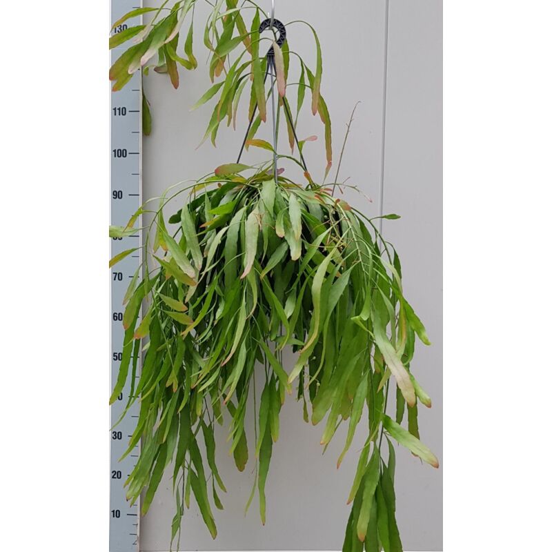 Plante Rhipsalis Red Coral - Diamètre 25cm, Hauteur 60cm– ComfortXL Green