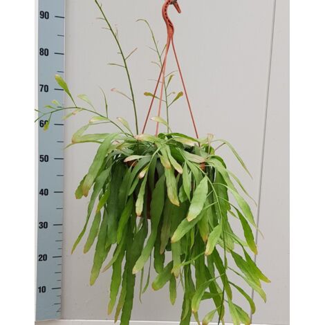 Rhipsalis Red Coral - Cactus tropical rouge Ø20cm ↕50cm– ComfortXL Green