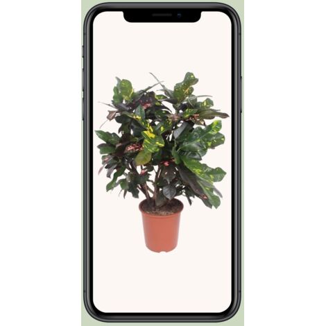 Codiaeum Magnificent (Croton Magnificent) - Ø27cm - H110cm– ComfortXL Green