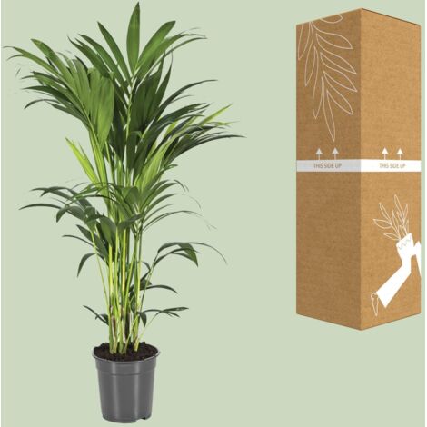 Howea Forsteriana - Ø21cm - H110cm– ComfortXL Green