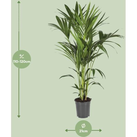 Howea Forsteriana - Ø21cm - H120cm– ComfortXL Green