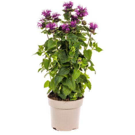 Monarda Didyma violette plante vivace Ø19 cm hauteur 45-60 cm ...