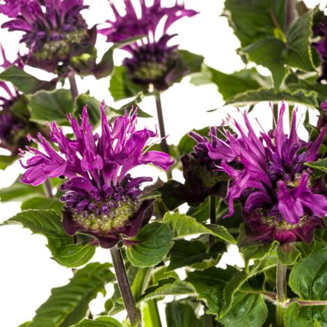 Monarda Didyma violette plante vivace Ø19 cm hauteur 45-60 cm ...