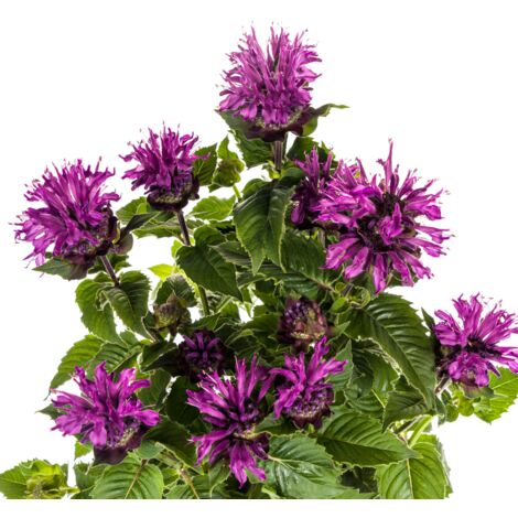 Monarda Didyma violette plante vivace Ø19 cm hauteur 45-60 cm ...