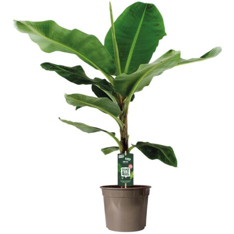 Musa Dwarf Cavendish - Plante tropicale bananier en pot Ø27cm ↕130cm ...