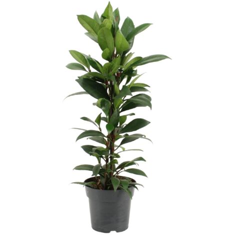 Ficus Cyathistipula - Plante tropicale en pot Ø17cm ↕70cm– ComfortXL Green
