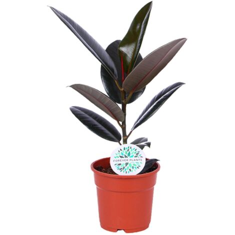 Ficus Elastica 'Abidjan' - Ø17cm - H55cm– ComfortXL Green