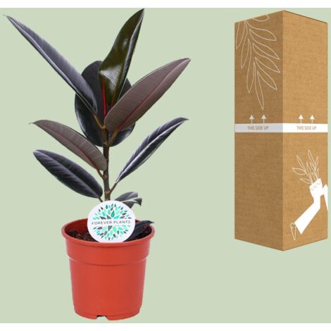 Ficus Elastica 'Abidjan' - Ø17cm - H55cm– ComfortXL Green