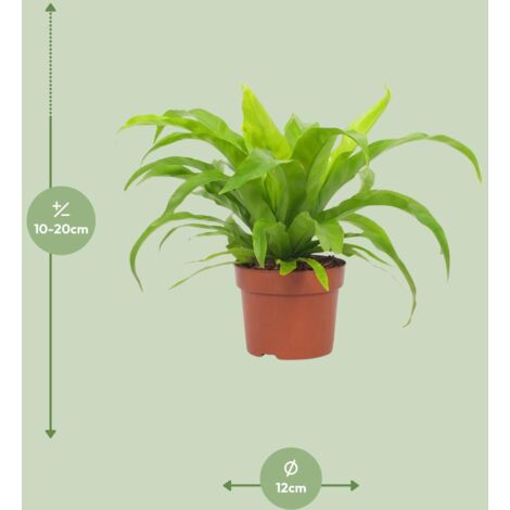 Asplenium Antiquum - Ø12cm - H19cm– ComfortXL Green