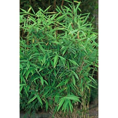 Pack de 6 Fargesia Rufa, 13 cm Ø, 25 cm de hauteur– ComfortXL Green