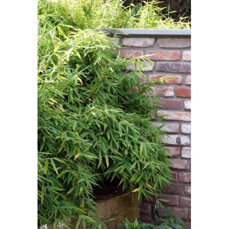 Pack de 6 Fargesia Rufa, 13 cm Ø, 25 cm de hauteur– ComfortXL Green