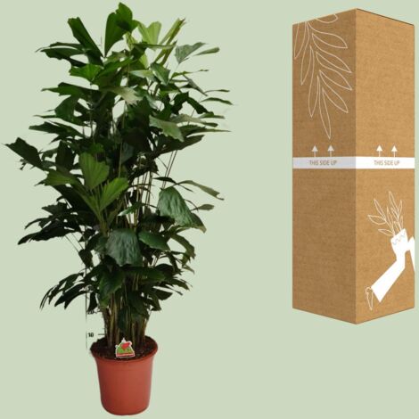 Plante Caryota Mitis - Diamètre 24cm, Hauteur 120cm– ComfortXL Green