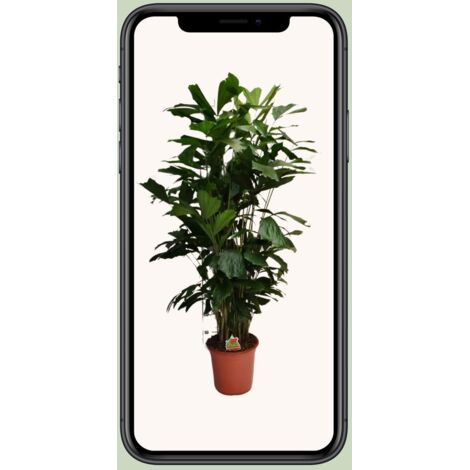 Plante Caryota Mitis - Diamètre 24cm, Hauteur 120cm– ComfortXL Green