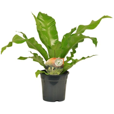 Asplenium Nidus - Ø17cm - H60cm– ComfortXL Green