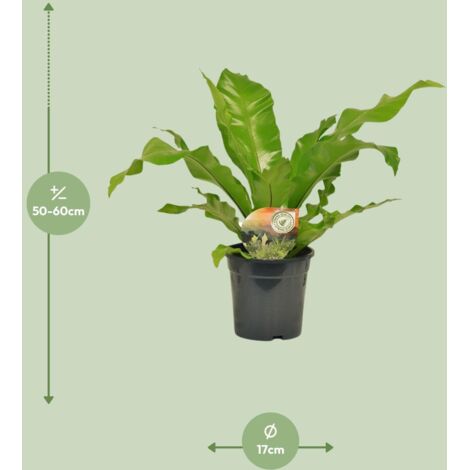 Asplenium Nidus - Ø17cm - H60cm– ComfortXL Green