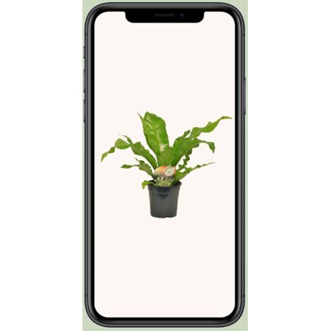 Asplenium Nidus - Ø17cm - H60cm– ComfortXL Green