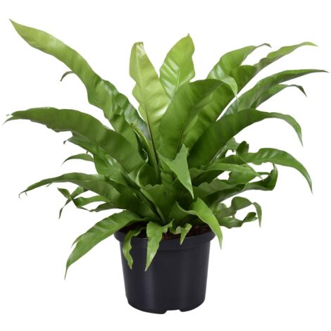 Asplenium Antiquum - Ø23cm - H60cm– ComfortXL Green