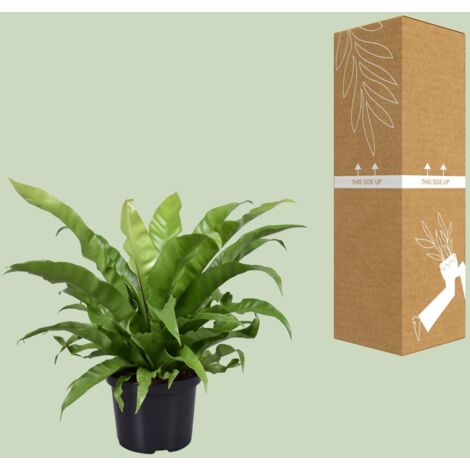 Asplenium Antiquum - Ø23cm - H60cm– ComfortXL Green