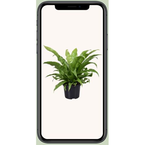 Asplenium Antiquum - Ø23cm - H60cm– ComfortXL Green