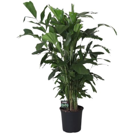 Caryota Mitis - Ø24cm - H120cm– ComfortXL Green