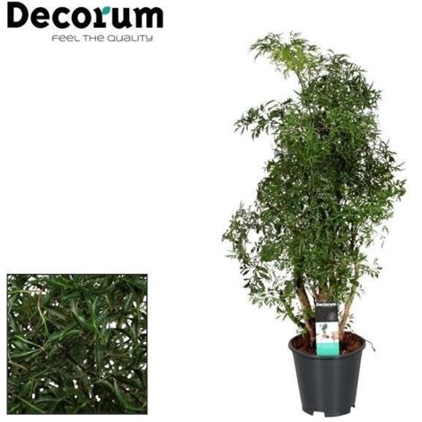 Polyscias 'Hawaiiana Ming' - Ø17cm - H65cm– ComfortXL Green