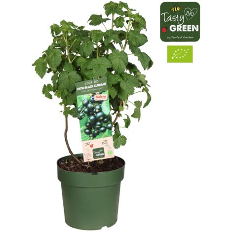 Plante Ribes Low 'Little Black Sugar' Bio (Zwarte bes) - Diamètre 23cm ...