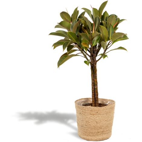 Ficus Elastica Melany stam - Plante d’intérieur verte - Ø21cm - ↨90cm ...