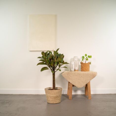Ficus Elastica Melany stam - Plante d’intérieur verte - Ø21cm - ↨90cm ...