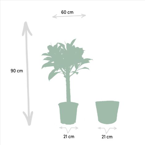 Ficus Elastica Melany stam - Plante d’intérieur verte - Ø21cm - ↨90cm ...