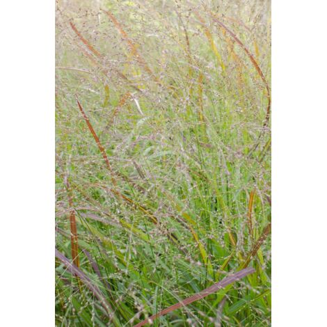 Panicum virgatum Cheyenne Sky - Plante décorative gazonnante ...