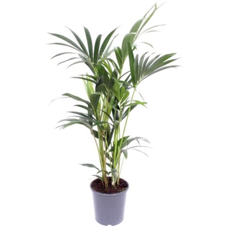 Howea Forsteriana - Ø17cm - H75cm– ComfortXL Green