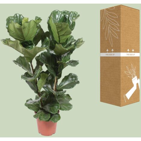 Ficus Lyrata - Ø27cm - H100cm– ComfortXL Green