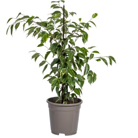 Ficus Benjamina Golden King Ø17 cm hauteur 60-80 cm– ComfortXL Green