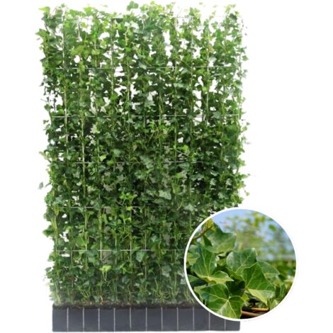 Hedera Hibernica lierre grimpant haie prête à l’emploi largeur 120 cm ...