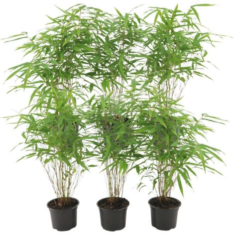 Bambou Fargesia Rufa set de 6 plantes Ø12 cm – hauteur 15 cm– ComfortXL ...