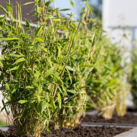 Bambou Fargesia Rufa set de 6 plantes Ø12 cm – hauteur 15 cm– ComfortXL ...