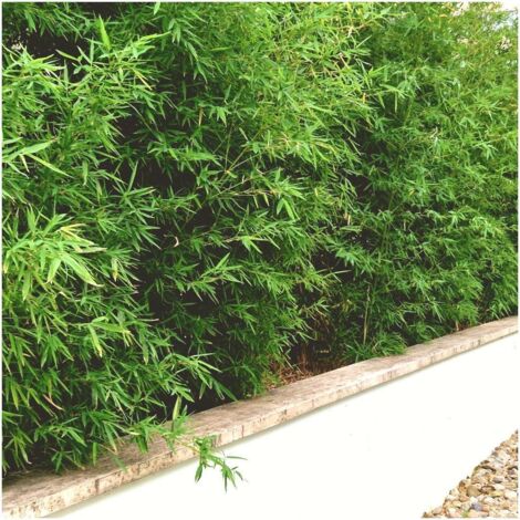 Bambou Fargesia Rufa set de 6 plantes Ø12 cm – hauteur 15 cm– ComfortXL ...