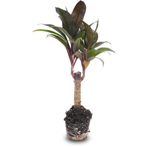 Mini-palmier Cordyline fruticosa 'Purple Compacta' - Plante de ...
